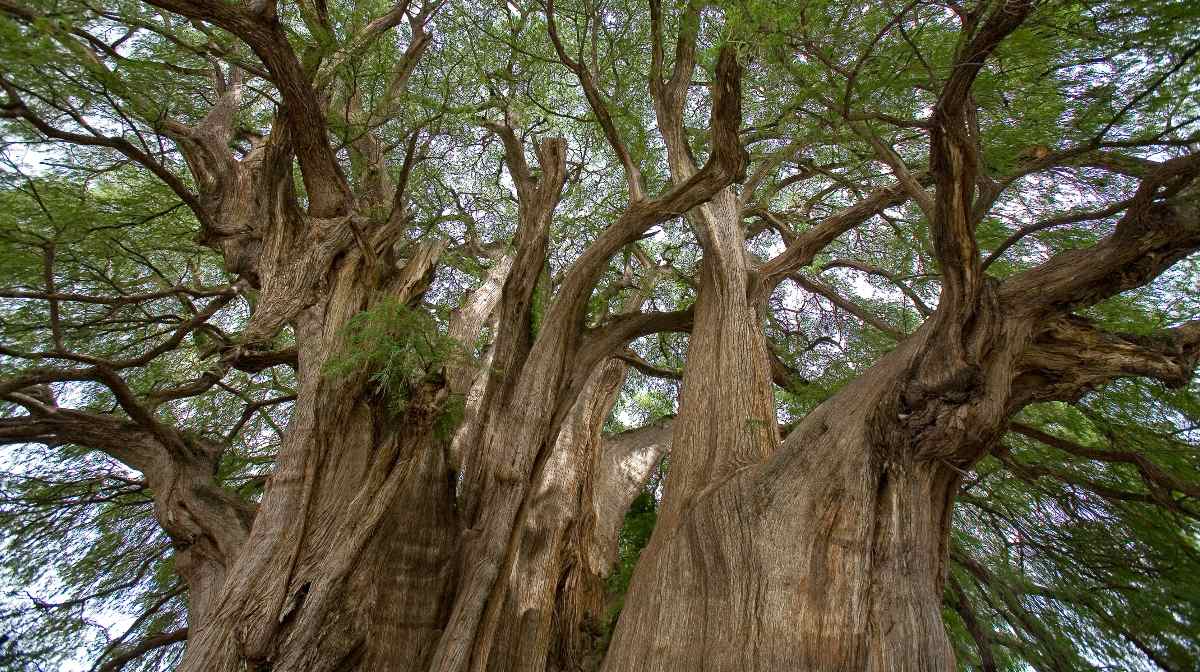 El Ahuehuete, el árbol mas viejo del mundo - Tierras Mayas