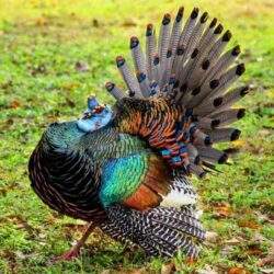 9 Aves Endémicas del Yucatán. ¿Las reconoces todas? - Tierras Mayas