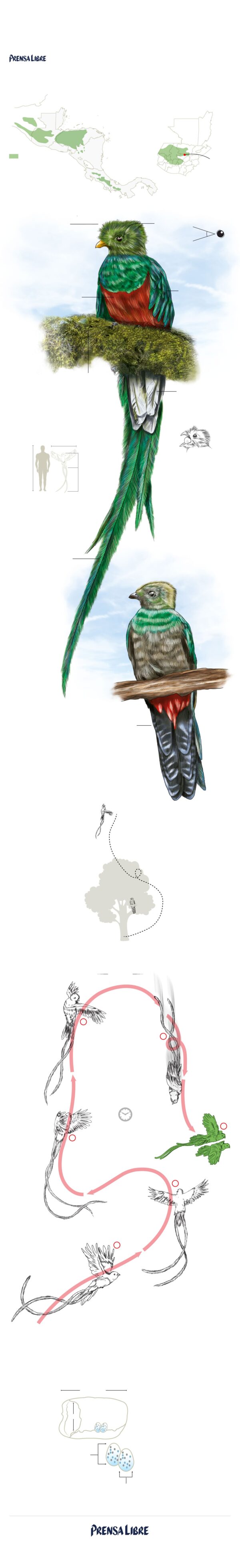 El Quetzal Leyenda Maya - Tierras Mayas