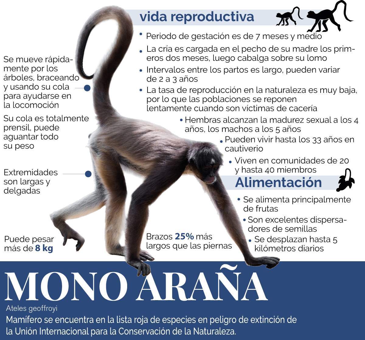 Mono araña, en peligro de extinción - Tierras Mayas